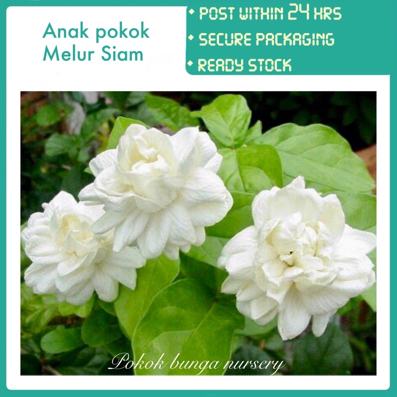 PBN - melur Siam thailand - pokok bunga nursery wangi jasmine melati ...
