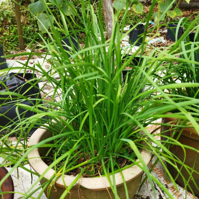 anak pokok kucai. 4 batang | Shopee Malaysia