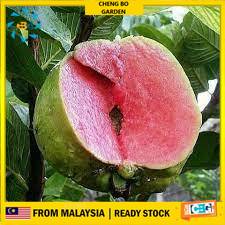 Pokok Jambu Pink Anak Pokok Jambu Batu Pink Import Dari Thailand ...
