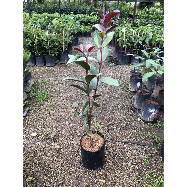 Pokok Jambu Australia | Shopee Malaysia