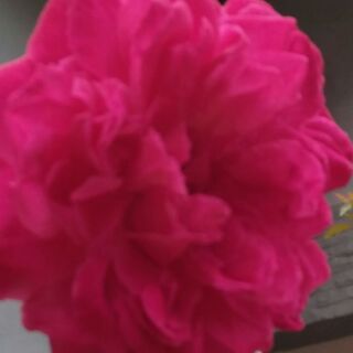 Keratan bunga ros kampung pink dan putih (3 keratan) | Shopee Malaysia