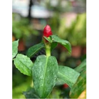 Red Button Ginger Costus Woodsonii Anak Pokok Bunga Gincu Merah Pokok ...