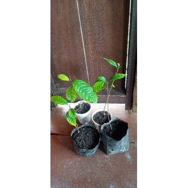 Anak Pokok Langsat Kampung | Shopee Malaysia