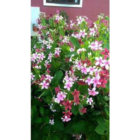 Anak Pokok Bunga Akar Dani (Jenis Hawaii (tegak)/ Rangon Creepeer ...