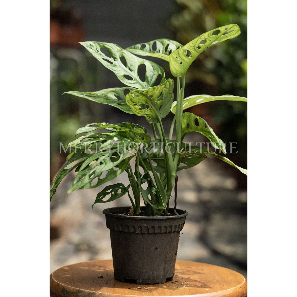 Monstera Obliqua Var. Expilata 仙洞龟背竹 (P120) - Real Plant | Shopee Malaysia