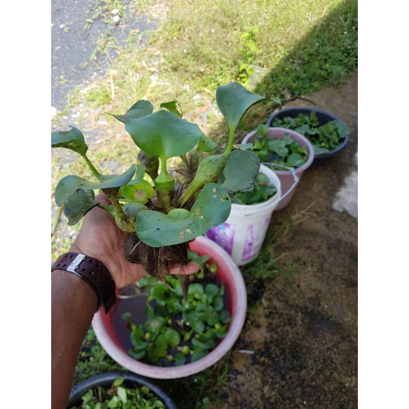 Pokok Keladi Bunting / Aquatic Plants | Shopee Malaysia