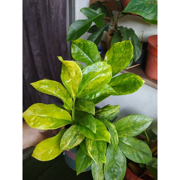 ZZ PLANT VARIEGATED AUREA | Shopee Malaysia