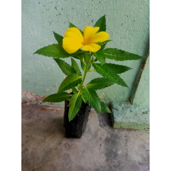 Anak Pokok Bunga Tunera Kuning | Shopee Malaysia