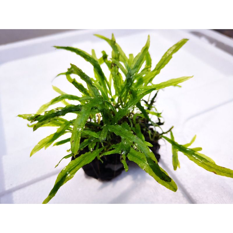 Microsorum pteropus "Trident" / Lowtech / Aquarium Plant | Shopee Malaysia