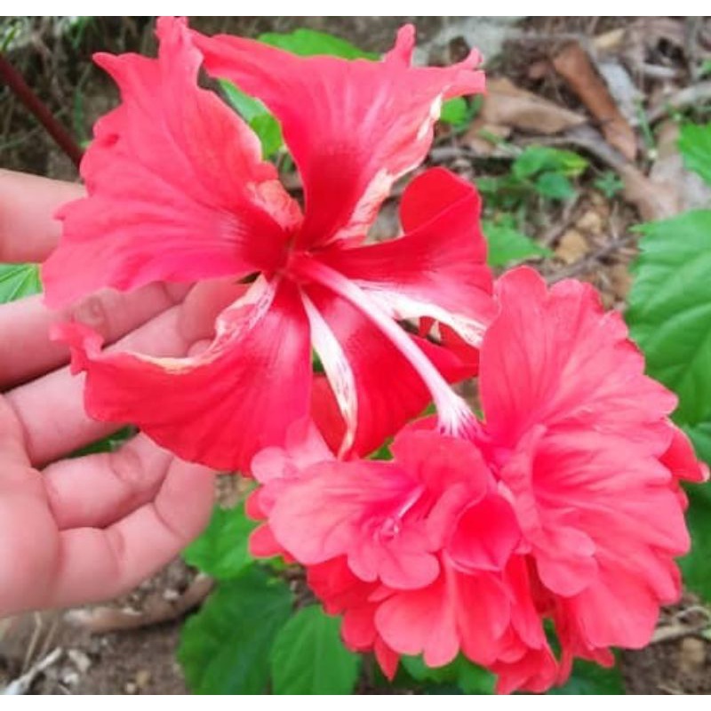 4 keratan bunga raya merah double / anak pokok | Shopee Malaysia