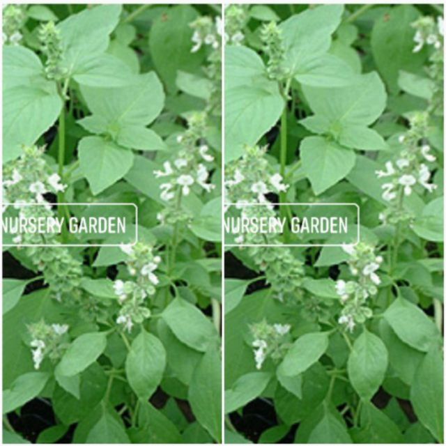 Combo - 2 Pasu Kecil Anak Pokok Lemon Basil - Herba Tempatan (Organik ...