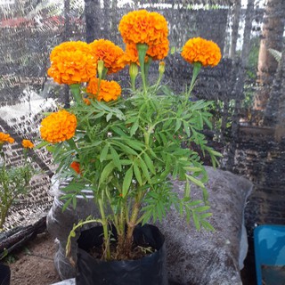 [Ready Stock] POKOK BUNGA MARIGOLD OREN/KUNING | Shopee Malaysia