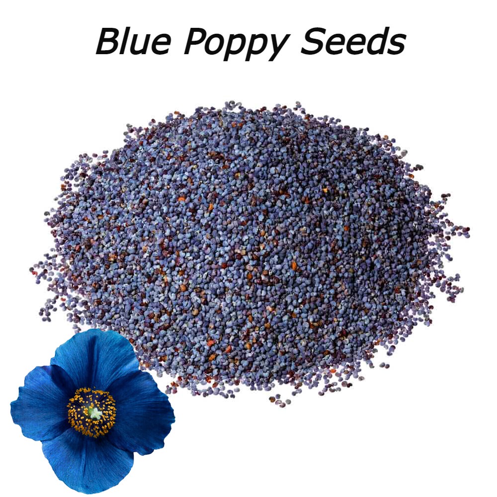 ( 250g | 500g ) BLUE POPPY SEEDS / BIJI KAS KAS BIRU / 罂粟籽 | Shopee ...