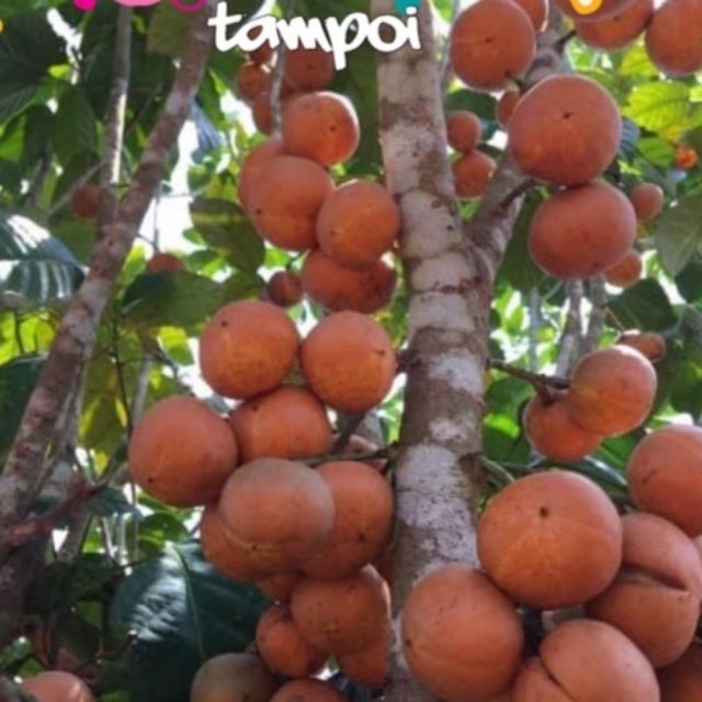 Anak pokok tampoi@ngeke | Shopee Malaysia
