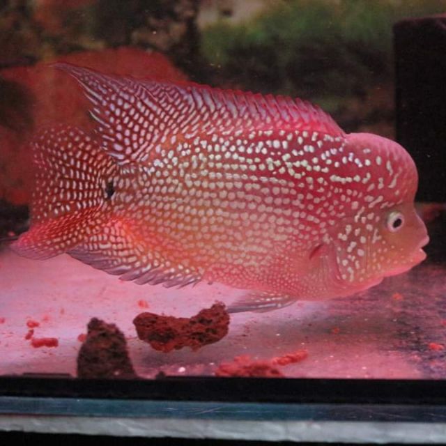 Malaysian Flower Horn Fish | Best Flower Site