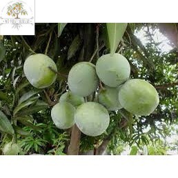 Mangga epal / pokok mangga epal / mangga epal cepat berbuah / mangga ...