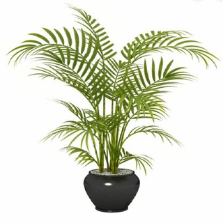 Java Palm Jawa Palm Areca Butterfly Cane Palm Real Plants Live Plants ...