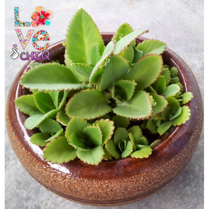 Mother of Thousands / Setawar / Kalanchoe Pinnata Species | Shopee Malaysia
