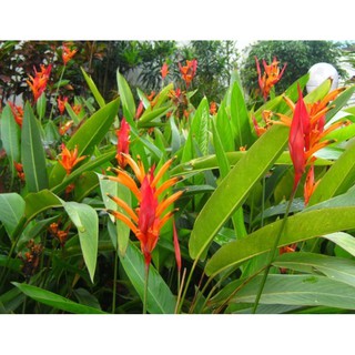 benih pokok Heliconia rostrata/sepit ketam /sepit udang/bird of ...