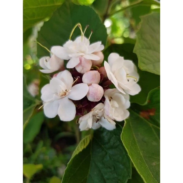 KKB Melur Rompun Melur Jawa Clerodendrum philippinum | Shopee Malaysia