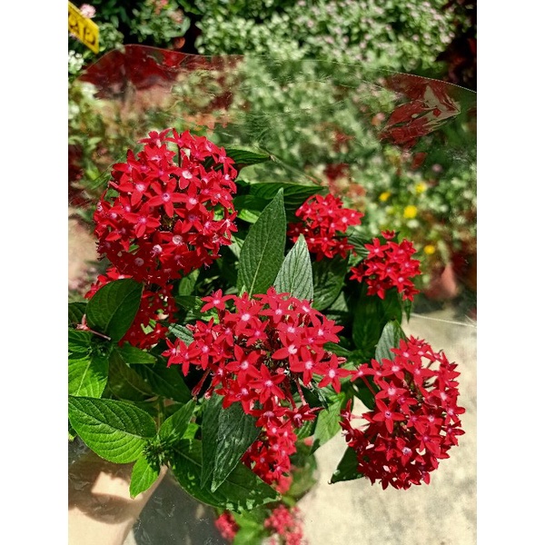 [Paling Horticulture Sdn Bhd] Pokok Bunga Pentas 繁星花 | Perennial ...