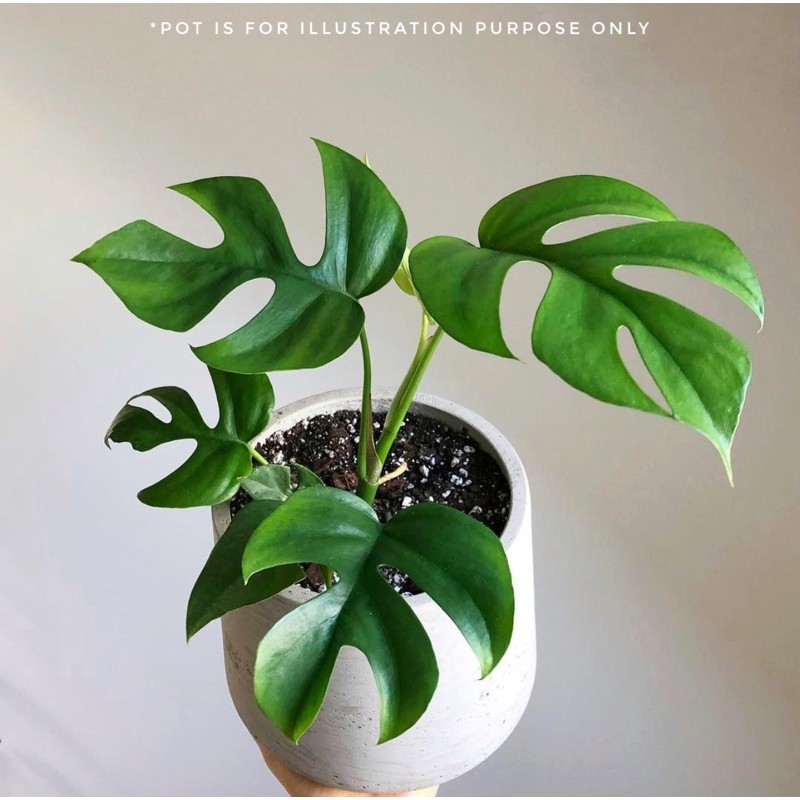 [READY STOCK] Green Plant Society live plant Monstera Rhaphidophora ...