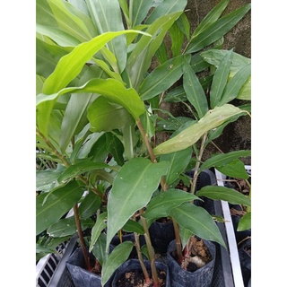 Pokok Lempoyang / Anak Pokok Lempoyang | Shopee Malaysia