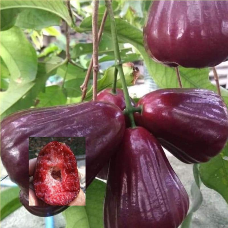 ANAK POKOK JAMBU DALHARI hibrid jambu air masak merah buah super manis ...