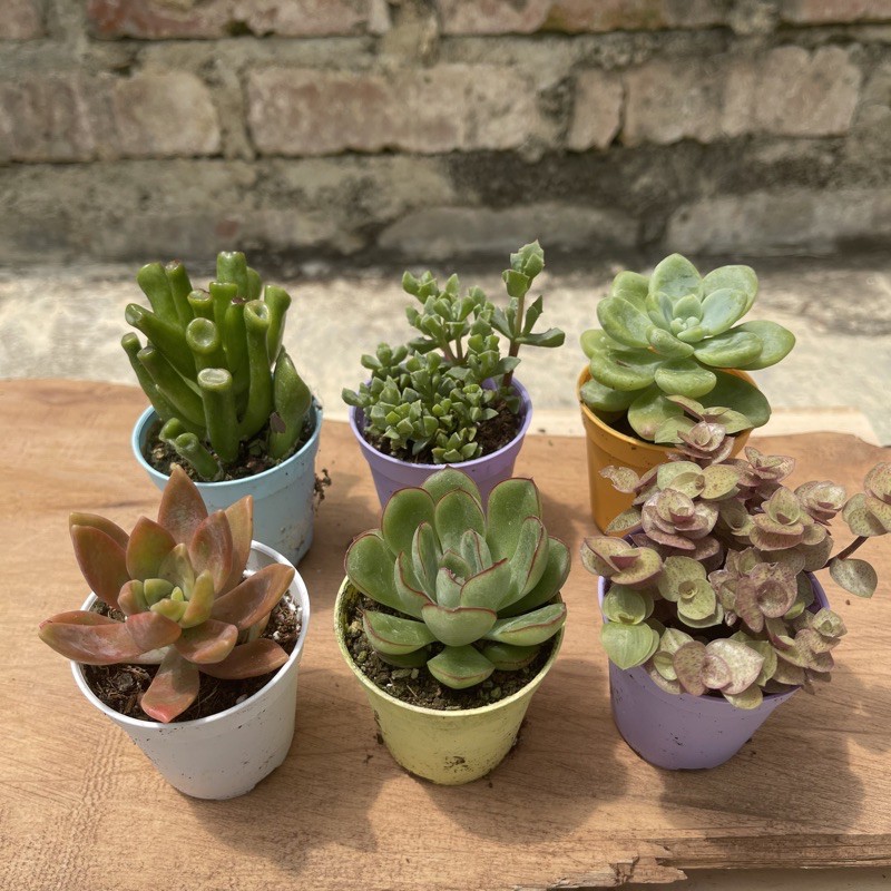 Cactus &succulent (6 pot) | Shopee Malaysia