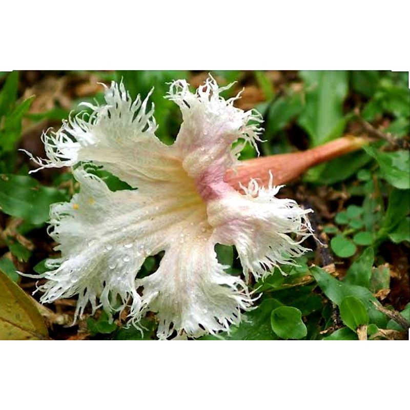 KKB Pokok Chicha @ Chichar @ Chichah, Snake Tree, stereospermum ...