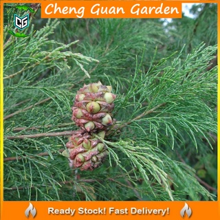 Anak Pokok Rhu Pantai Pokok Stabil | Shopee Malaysia