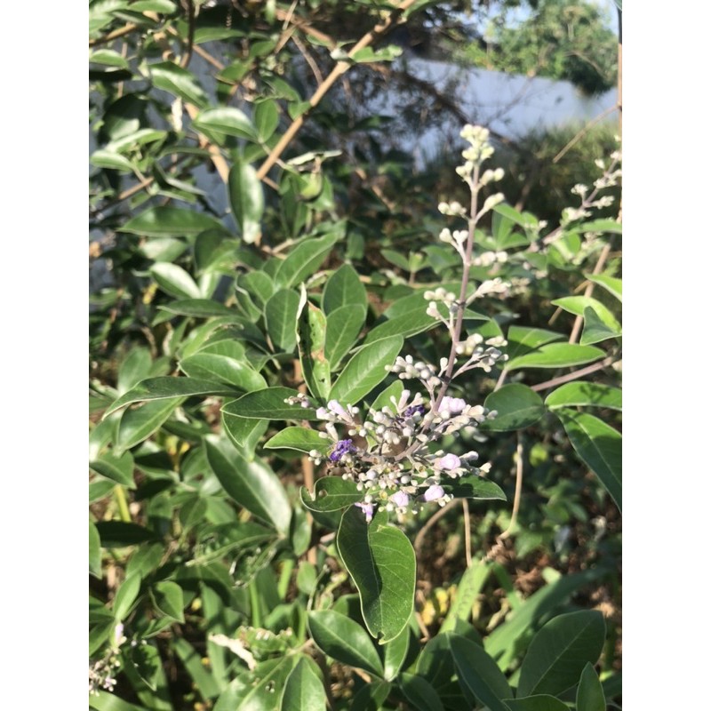 Semaian Pokok Lamuni Putih atau Pokok Lagundi (Vitex Trifolia Vat Linn ...