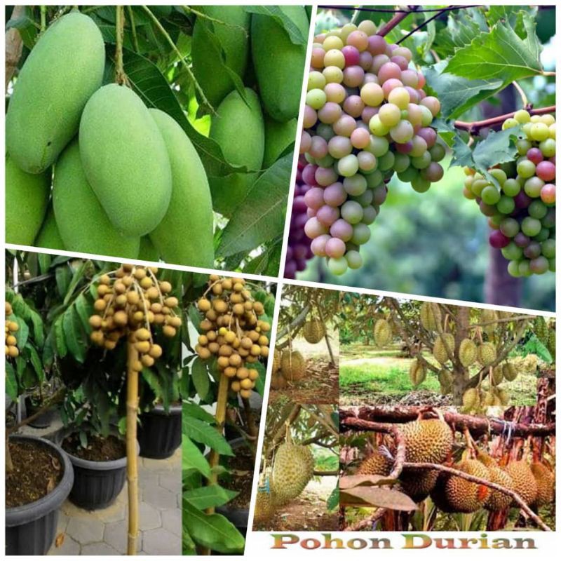 1KG BAJA BUAH LEBAT / BAJA SUBUR POKOK / BAJA SUBUR / BAJA SEGAR / BAJA ...