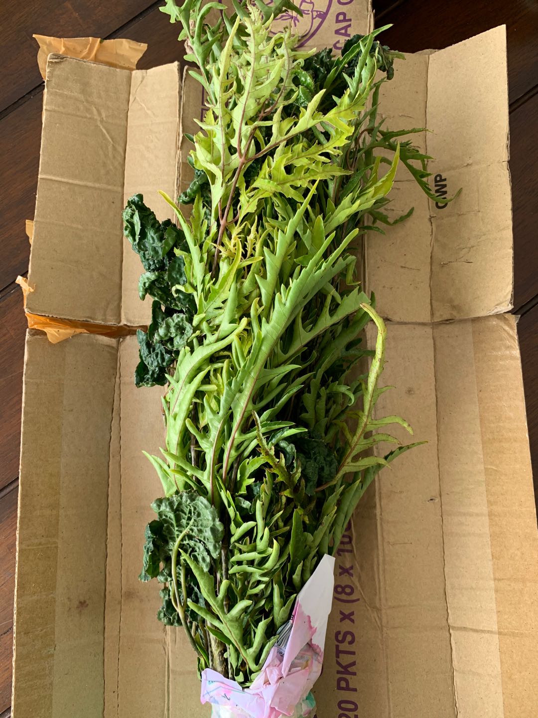 Pokok Puding Kuku Garuda,Cantik buat hiasan pagaran.. Jenis pokok ...