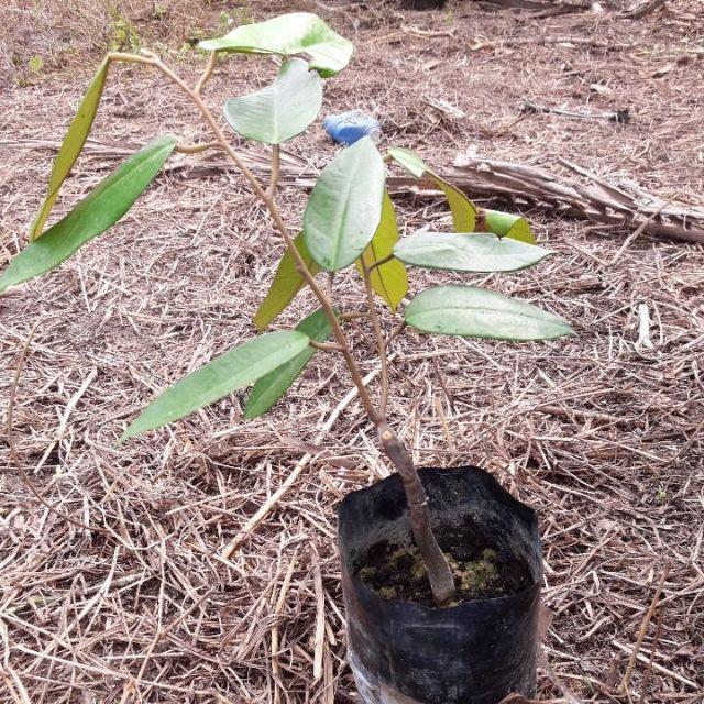 Anak pokok durian D145 Beserah Mek Hijau Super rare | Shopee Malaysia