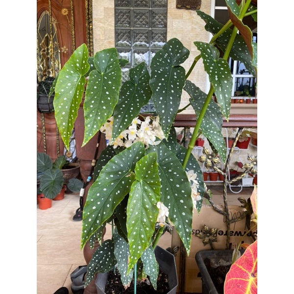 POKOK BEGONIA GOLD.. | Shopee Malaysia