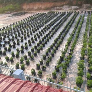 Beginner set fertigation system(diy30) | Shopee Malaysia