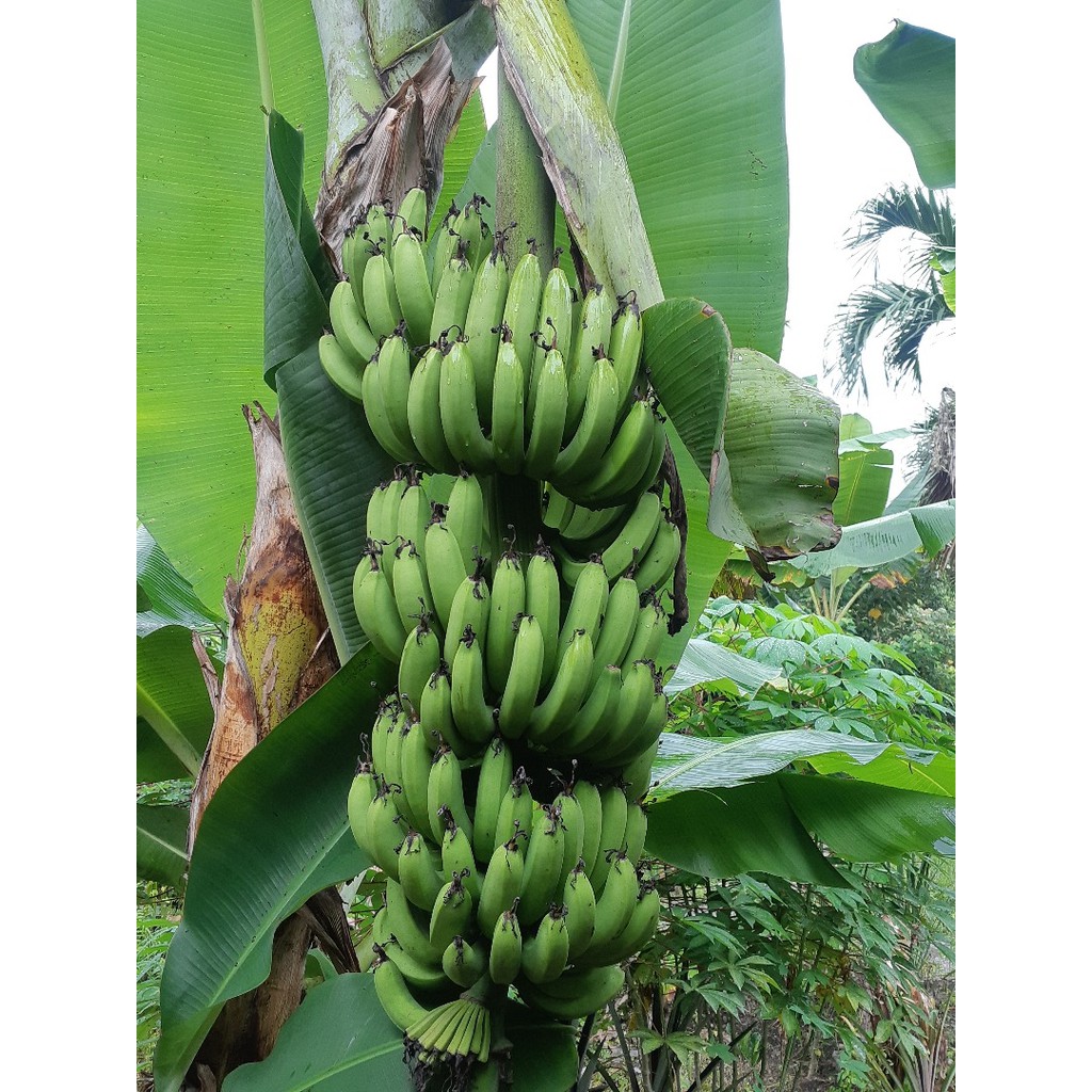 Sulur pokok pisang MONTEL / CAVENDISH | Shopee Malaysia