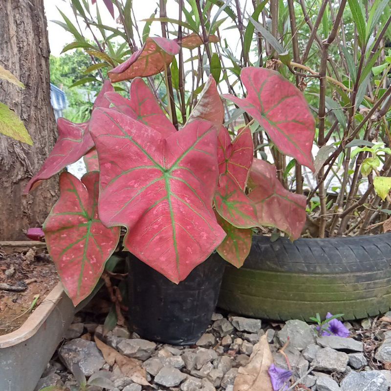 Keladi Merah Viral/(Red Spider) | Shopee Malaysia