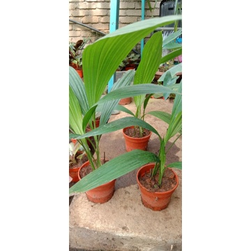 POKOK LEMBA DALAM PASU | Shopee Malaysia