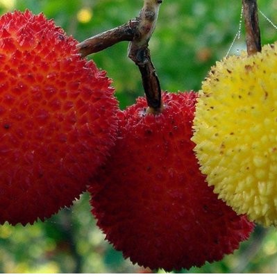 Anak Pokok Pulasan Hybrid | Shopee Malaysia