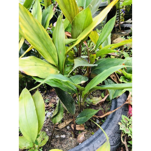 Pokok serai aceh( Anak pokok ) | Shopee Malaysia