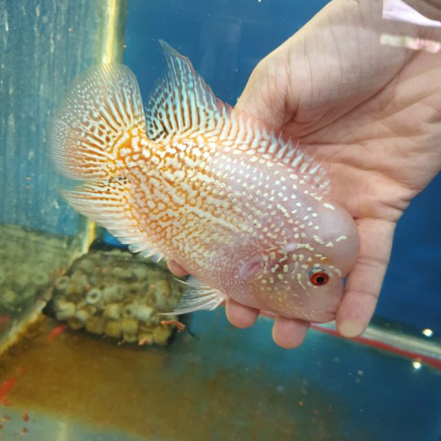 Malaysia Flowerhorn | Best Flower Site