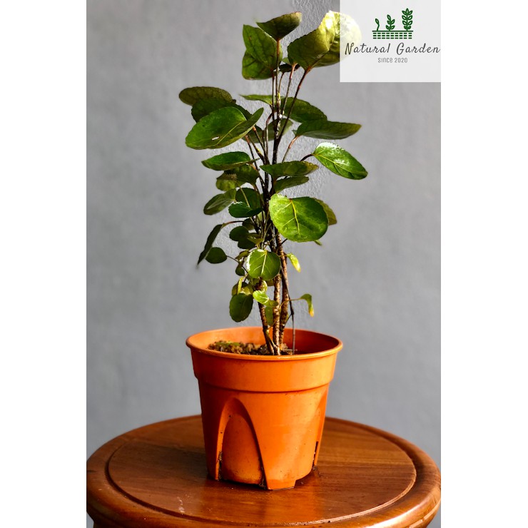 ROUND LEAF MONEY TREE POKOK DUIT (INDOOR PLANT) 福禄桐 (钱多多) | Shopee Malaysia