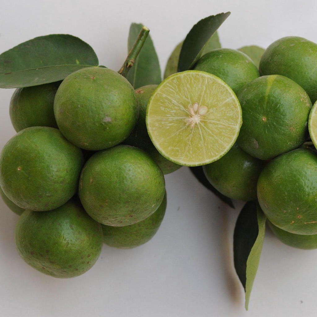 POKOK LIMAU NIPIS SEGUGUS | Shopee Malaysia