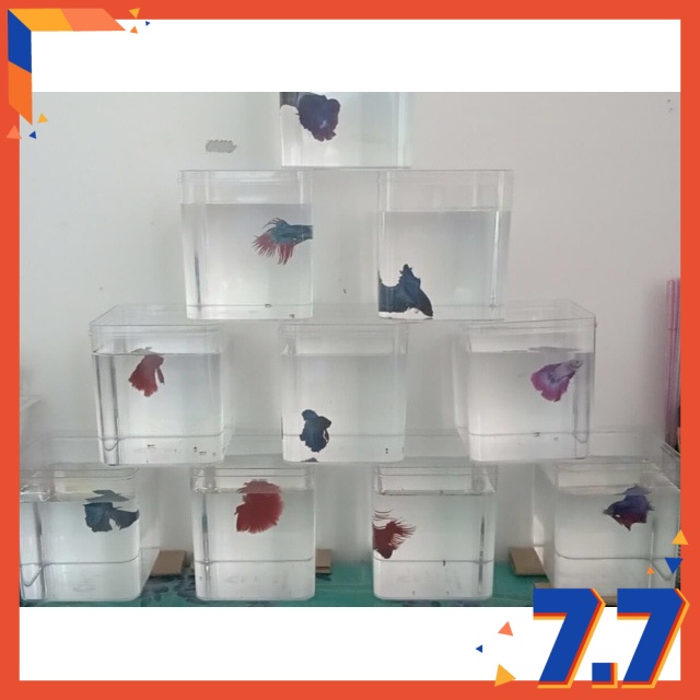 BALANG BISKUT/IKAN LAGA/BALANG JERNIH/TRANSPARENT/ BISCUIT CONTAINER ...