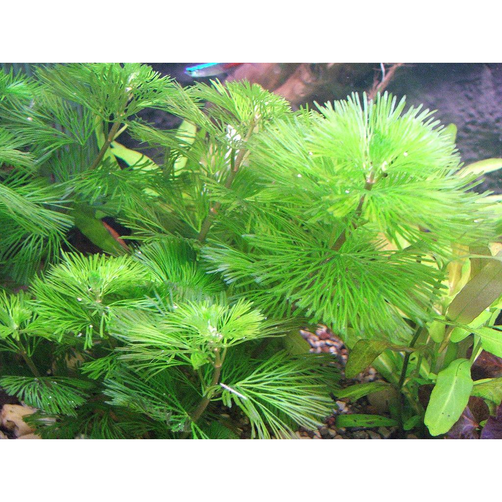 Cabomba Caroliniana / Green Cabomba Aquarium plant Aquatic plant ...