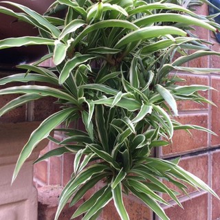 Pokok Spider Plant Anak Pokok Sulur Pokok Labah labah Indoor Plant ...