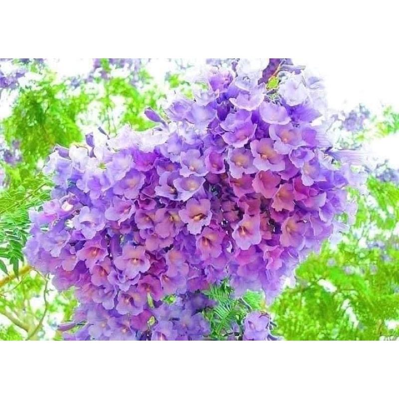 Pokok bunga Jacaranda mimosifolia Bunga Cantik real plant hotselling ...