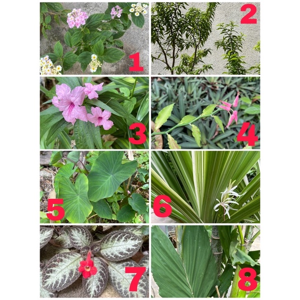 anak pokok bunga lantana bernih senang ditanam cantik ubi taro flower ...